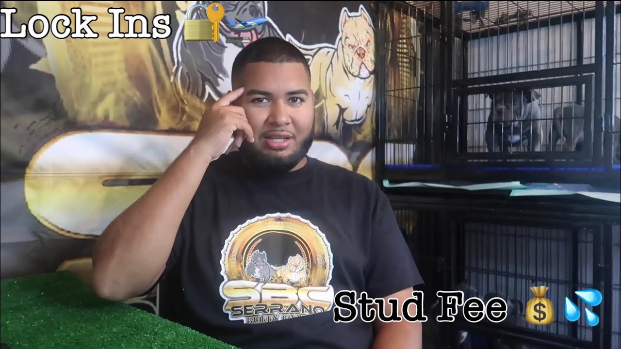 Breaking Down Stud Fee & Lock Ins - YouTube