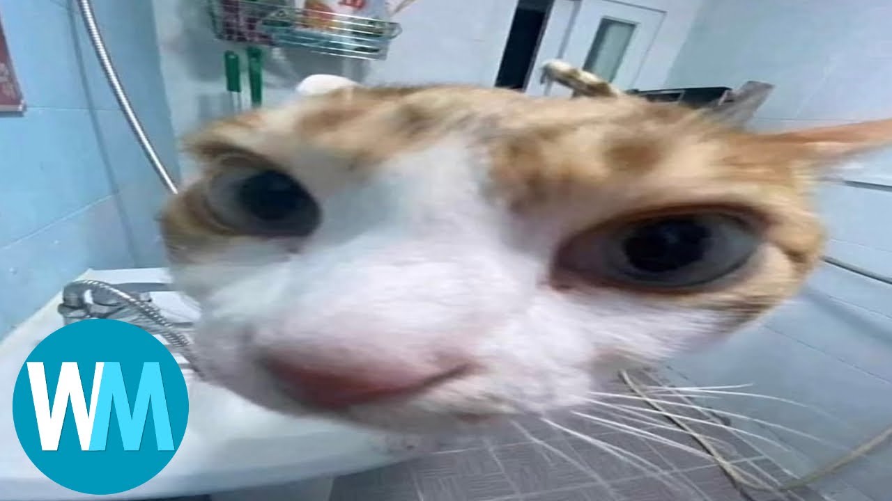 Top 5 Goofy Cats part 13 - YouTube