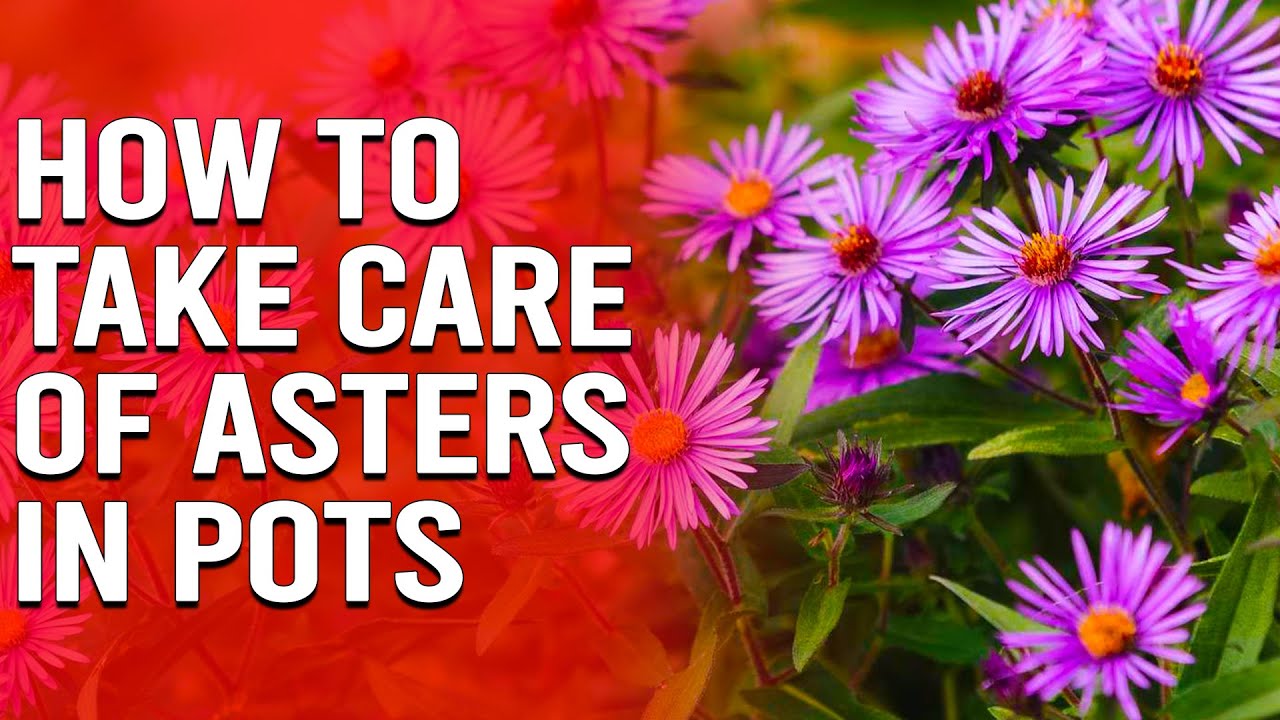 How to Take Care of Asters in Pots - Tips for Growing Asters in Pots or Containers - YouTube
