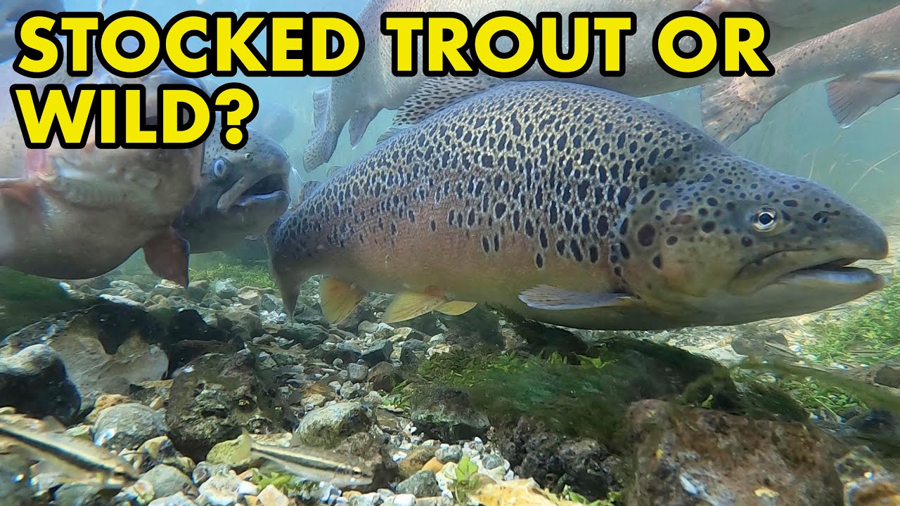Whats the Difference: Stocked & Wild Trout (Fish Myths UK) - YouTube
