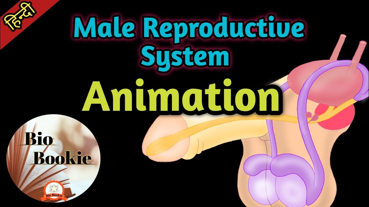 Male Reproductive System Animation || Parts and Functions in Hindi ...