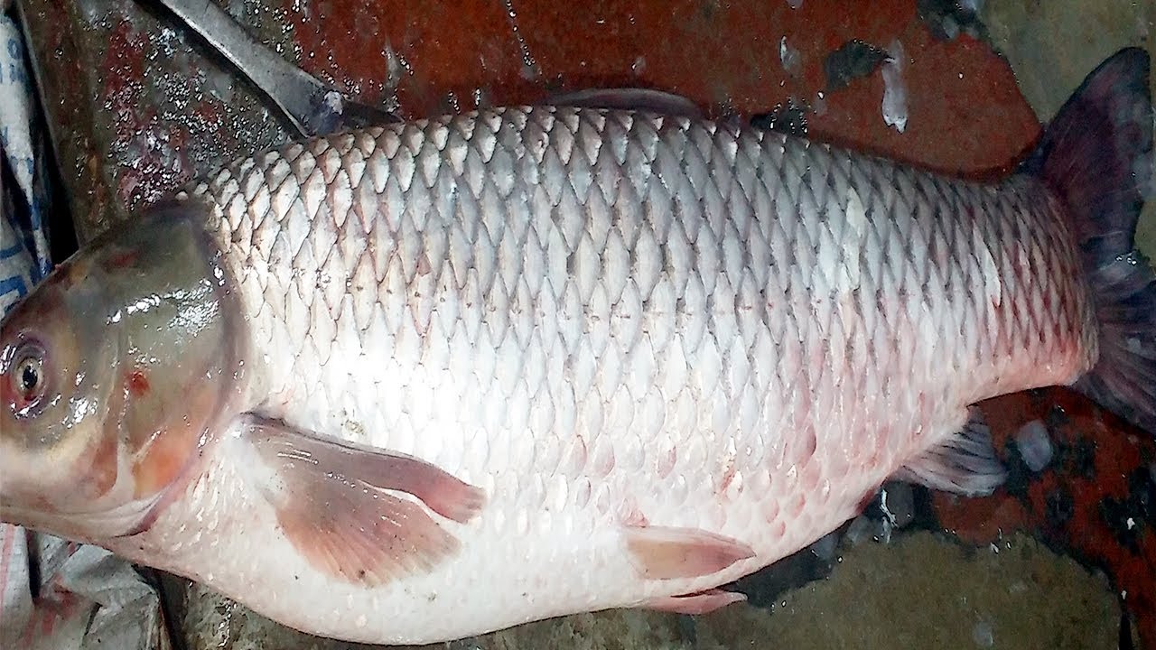 fast fish cutting skills | grass carp fish cutting by expert fish ...