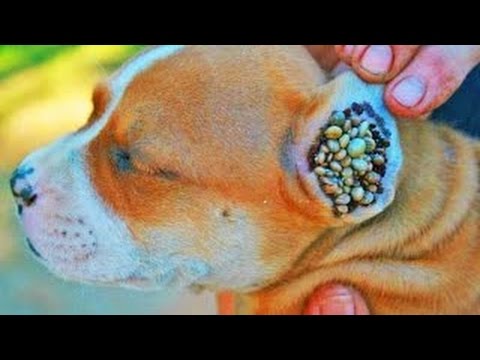 Worst Tick infestations ever 10 Facts About Ticks! - YouTube