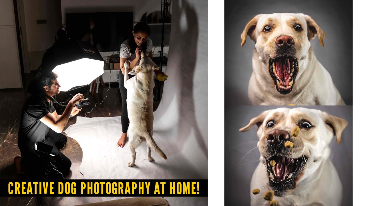 Creative Pet Photography At Home | Cute Dog Photography | - YouTube