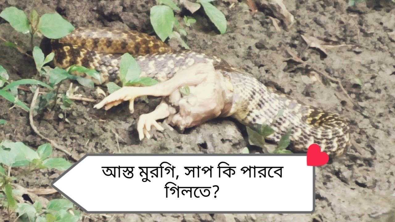 শেষ পযর্ন্ত কি আস্ত মুরগি গিলতে পারবে? Can the poor snake swallow the ...