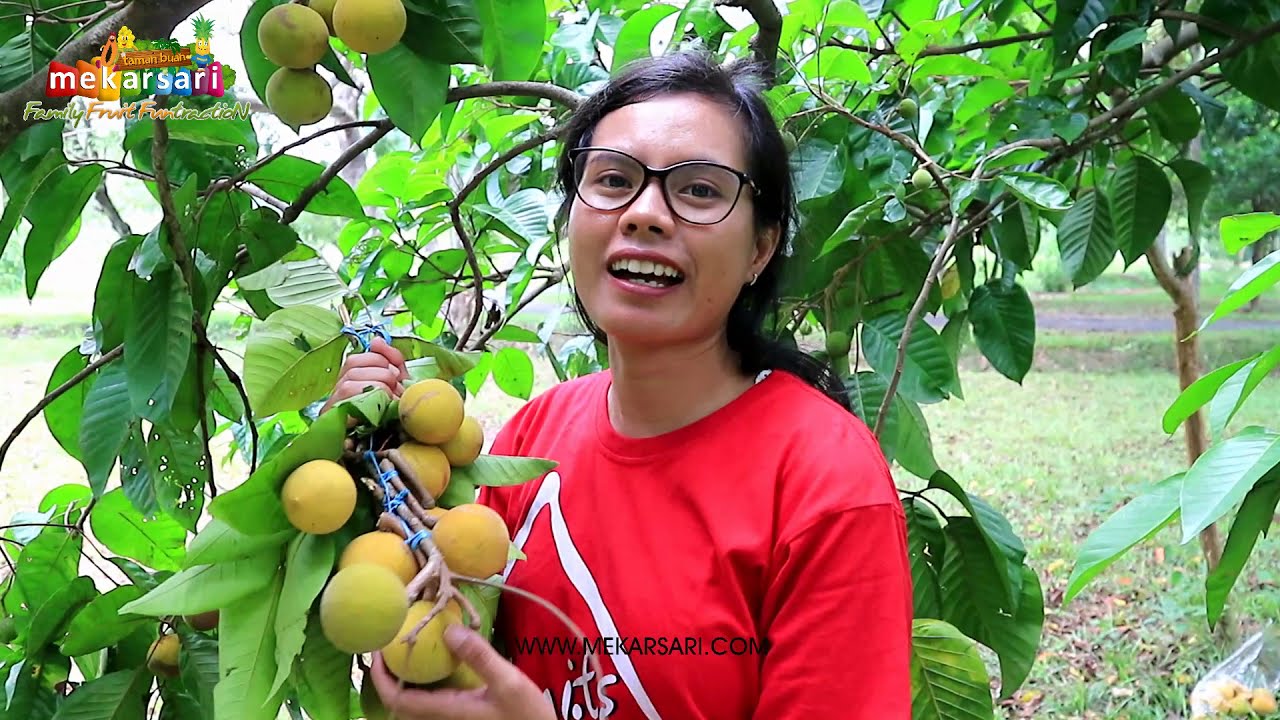 Buah Kecapi