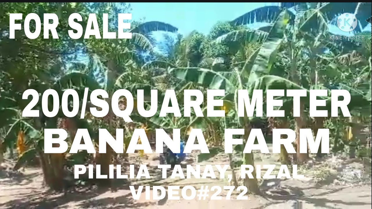 #2 HECTARES FARM LOT #BANANA FARM #OVERLOOKING - YouTube