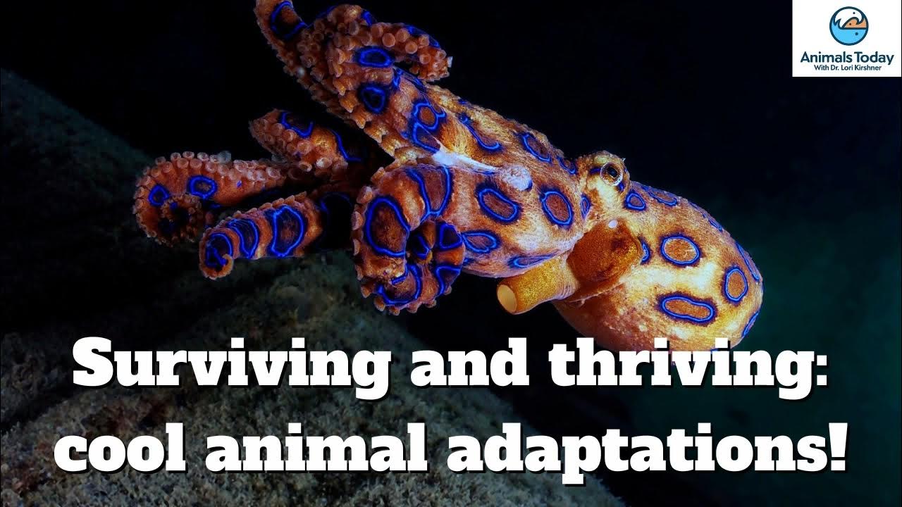 Amazing Animals Adaptations! - Animals Today Radio - YouTube