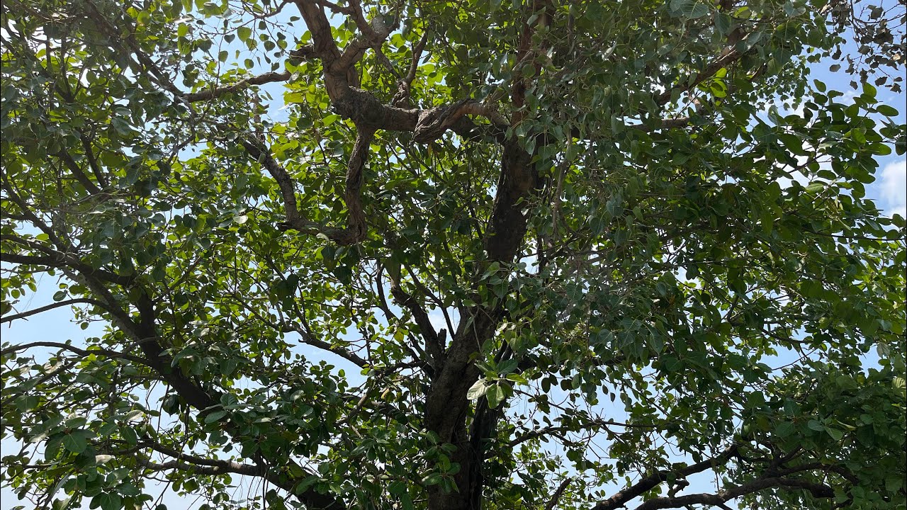 Pahado ka mausam #traditional pahdi vlog Pushpa Bisht Wadda Pithoragarh ...