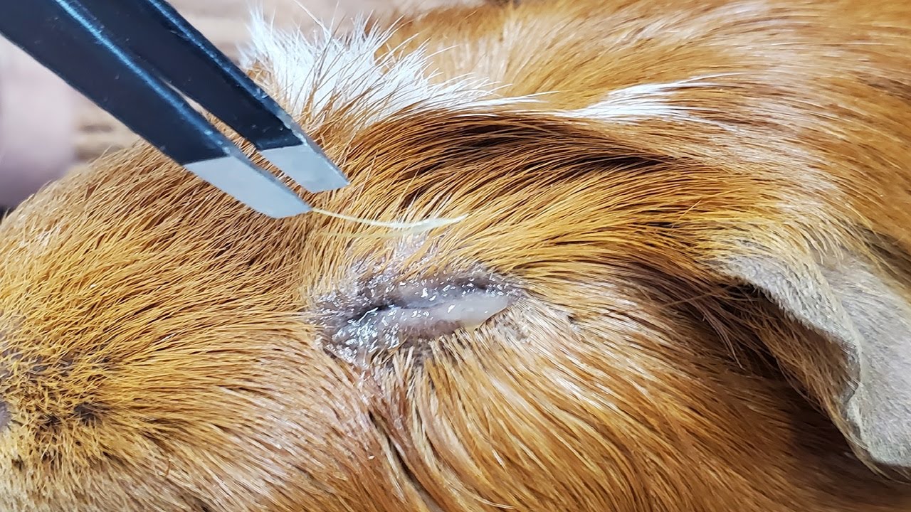Hay Poke Removal in a Guinea Pig - Wow! - YouTube