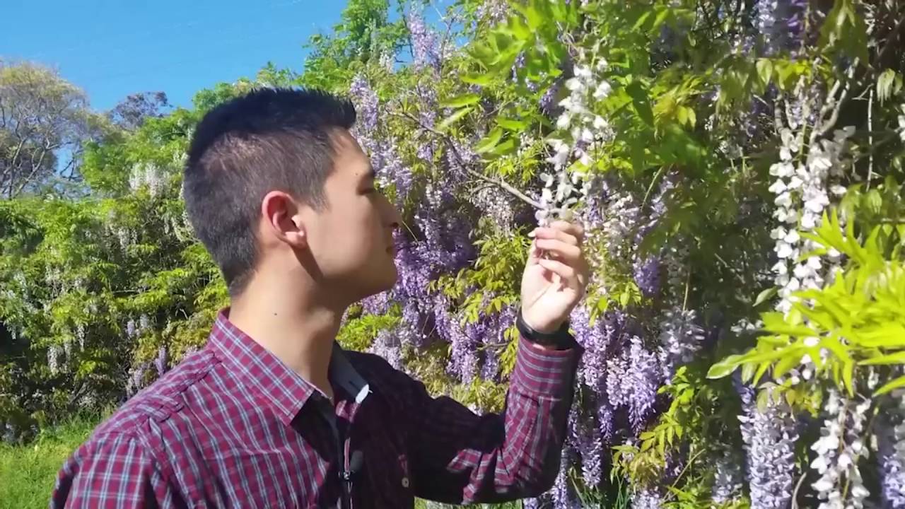 Secret Sydney 46: Muston Park, Chatswood - YouTube