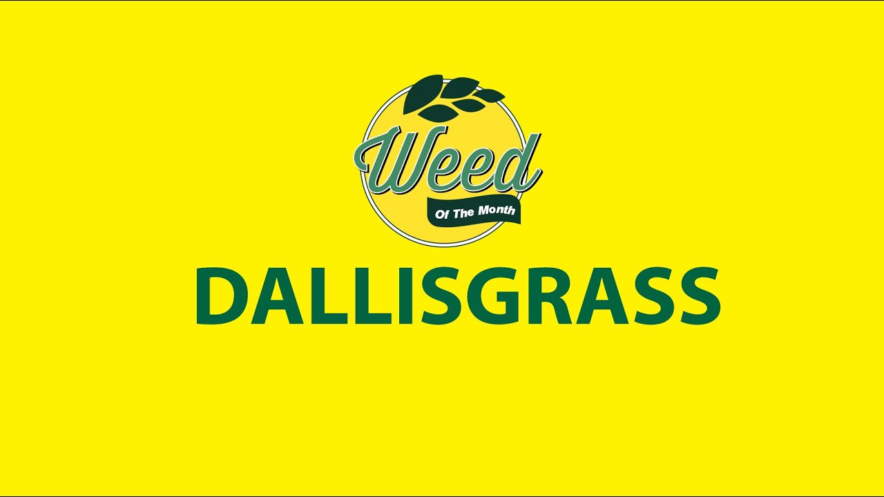 Dallisgrass - How to Identify and Get Rid of It - YouTube