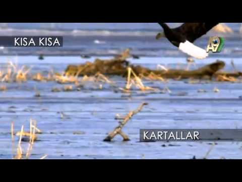 Allah'ın yaratma sənəti: Qartallar