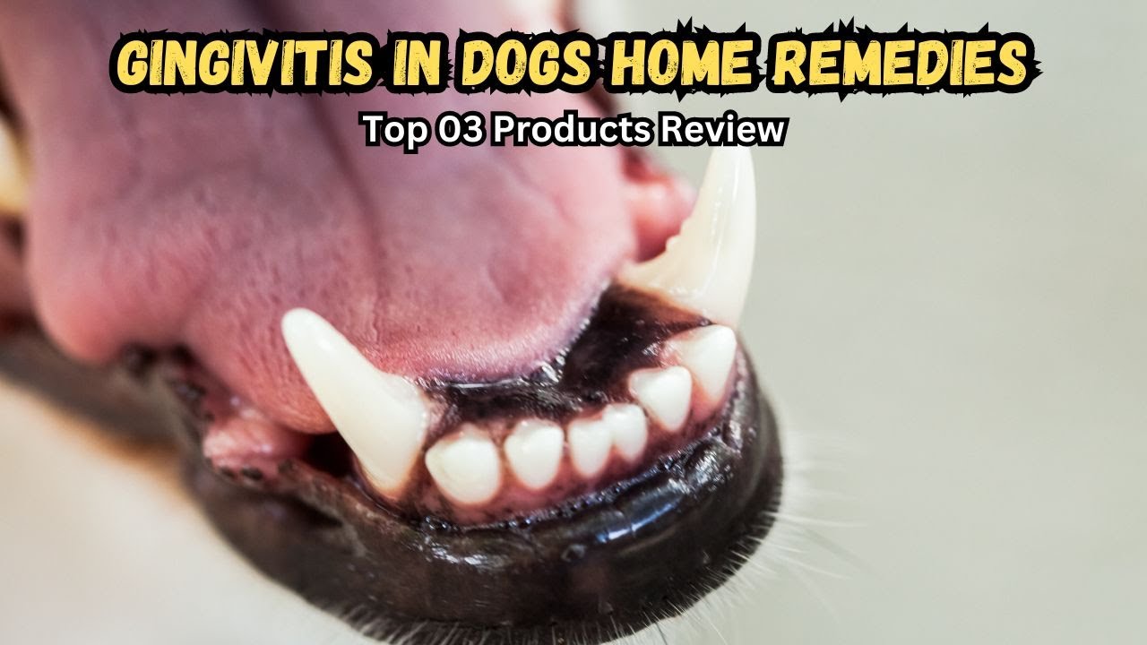 🐶 Home Remedies for Dog Gingivitis: Top Products for Healthy Gums! 🐾 ...