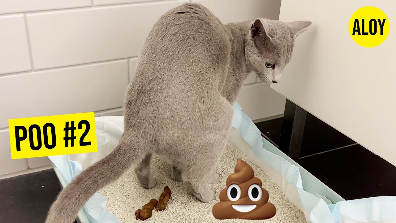 💩 Kitty Pooping - Vol. 2 💩 (DAY266) - YouTube