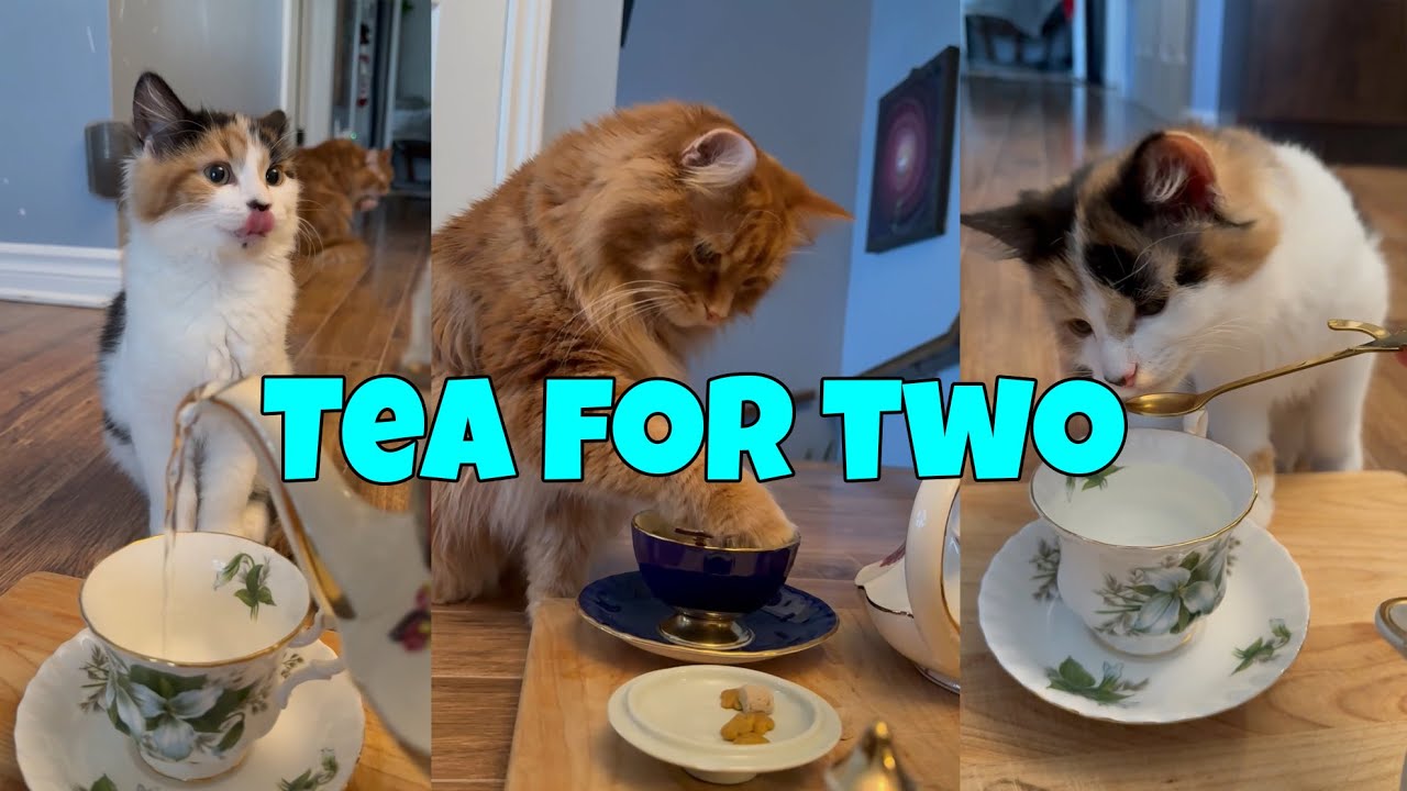 Tea For Two - A Kitty Cat Tea Pawty 🫖 - YouTube
