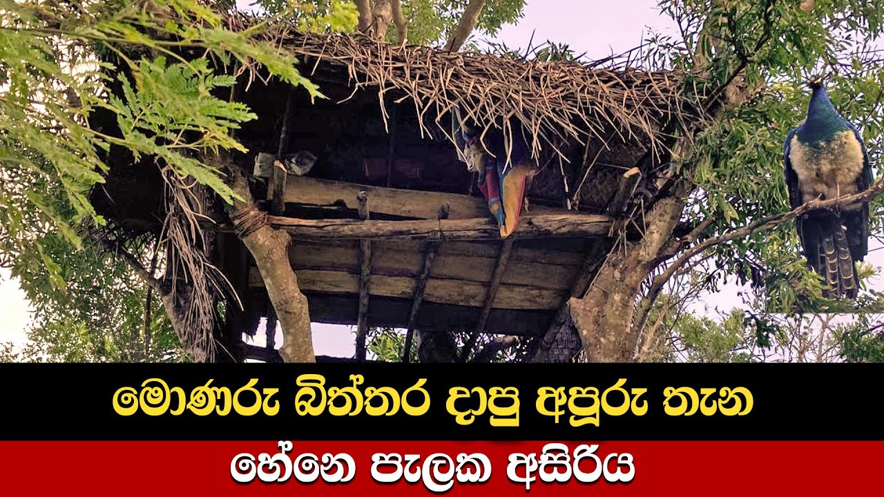 paddy field tree house හේනක උඩ පැලක් - YouTube