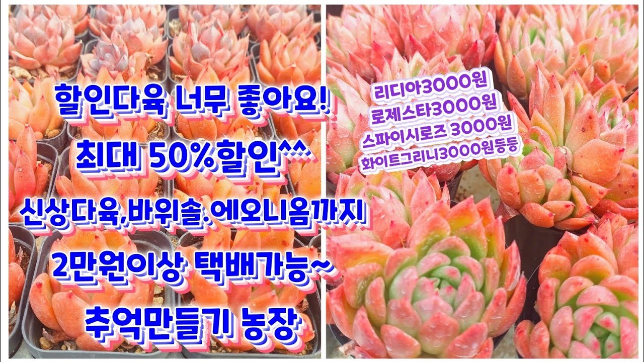 할인다육 신상다육 굿굿~ 봄에 만나는 자구 많은 바위솔까지 최대 50할인 다육이까지 놓치지 말고 지금 확인하세요