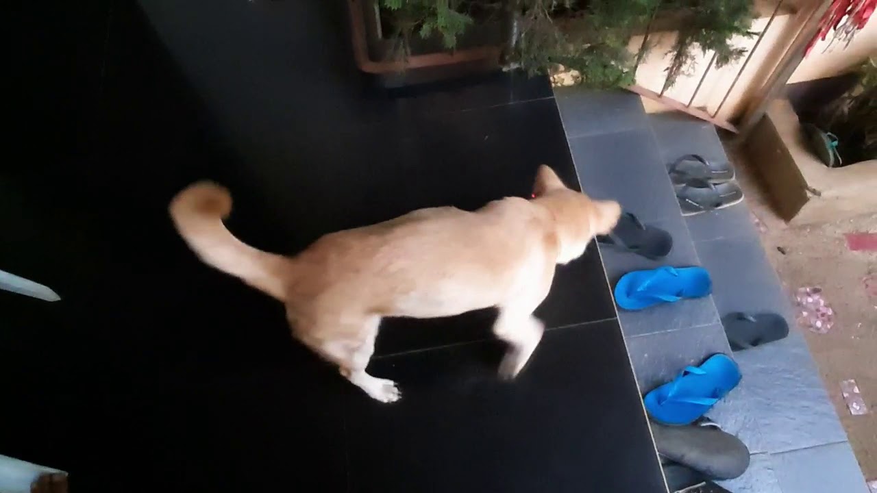 Jorge the Dog - YouTube