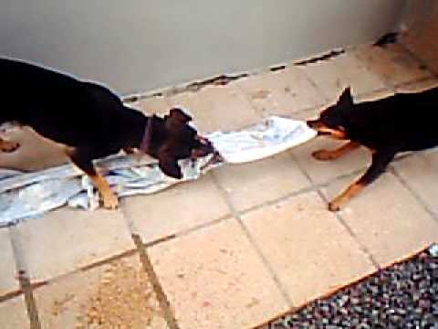 Cabo de guerra com Teka e Lili