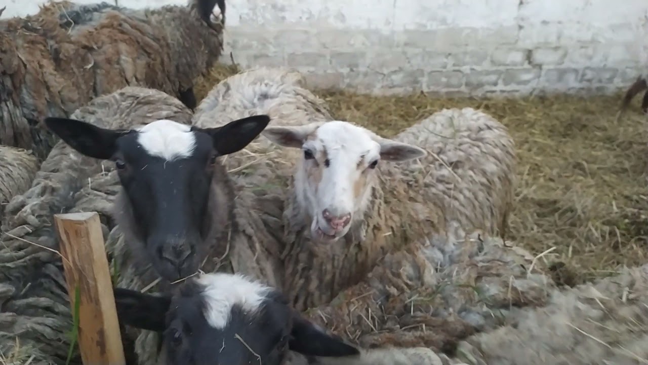 What do rams eat? feeding the sheep! PLAY Lamb! hay! LUCKY! curious ...