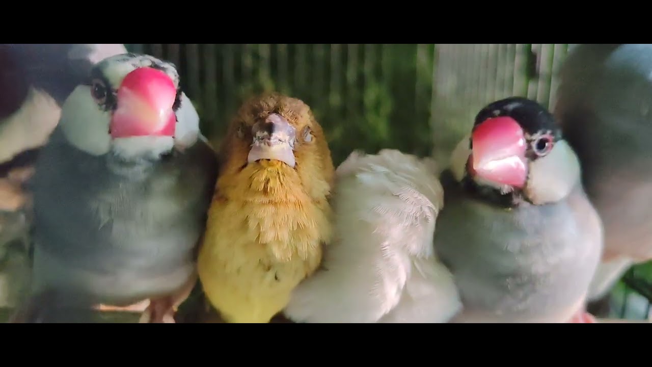 Group of 4 different birds - YouTube