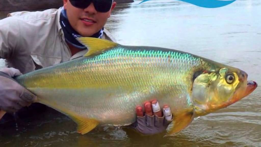 Río Vichada COLOMBIA - YouTube