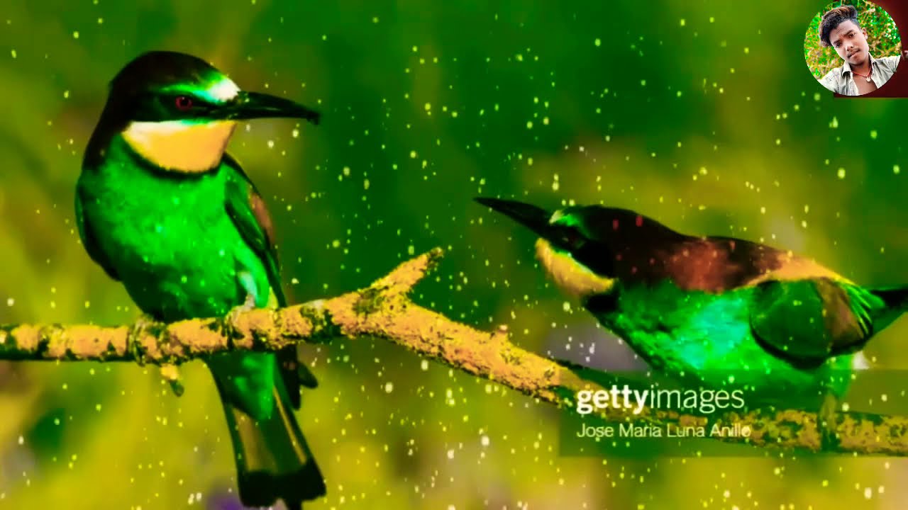 Ek chida aur chidiya ki Kahani//exclamation_heart_️ painful love bird ...