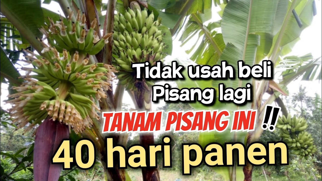 Usaha Berkebun Pisang Putri Emas Impling Cepat Untung | Budidaya Pisang ...