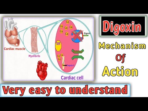 Digoxin ||How digoxin works || Mechanism of action of digoxin ...