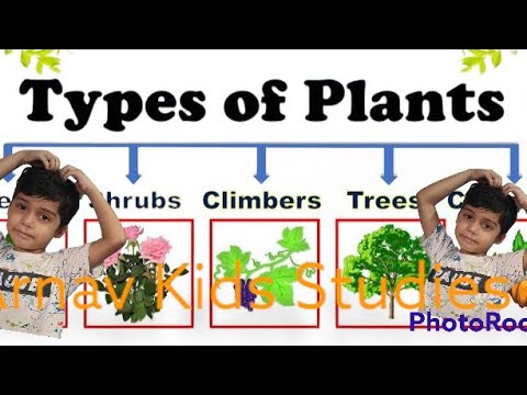 @kids learning for parts of plant@kids learning types of plant@ Kids ...