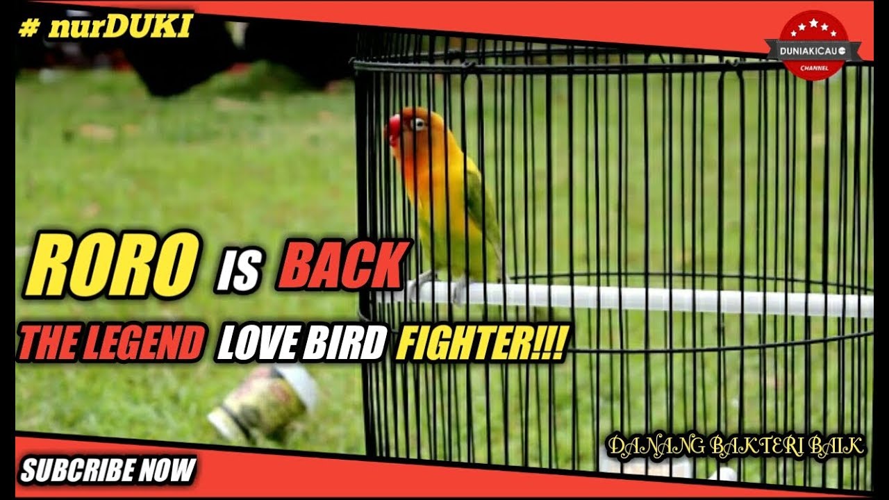 RORO Is BACK THE LEGEND LOVE BIRD FIGHTER!!! - YouTube