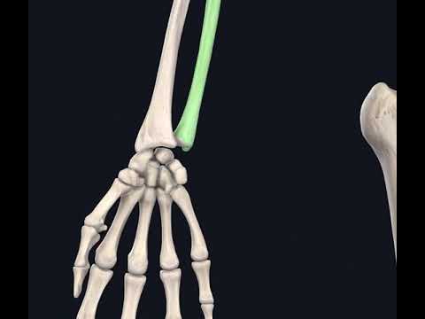 Dayaq-hərəkət sistemi. Yuxarı ətrafların skeleti