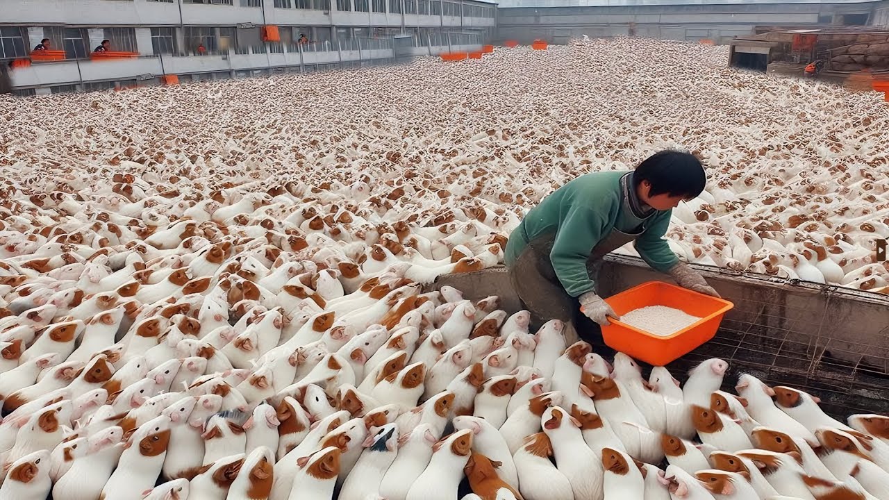 Chinese farmers make millions of dollars every year by raising guinea ...