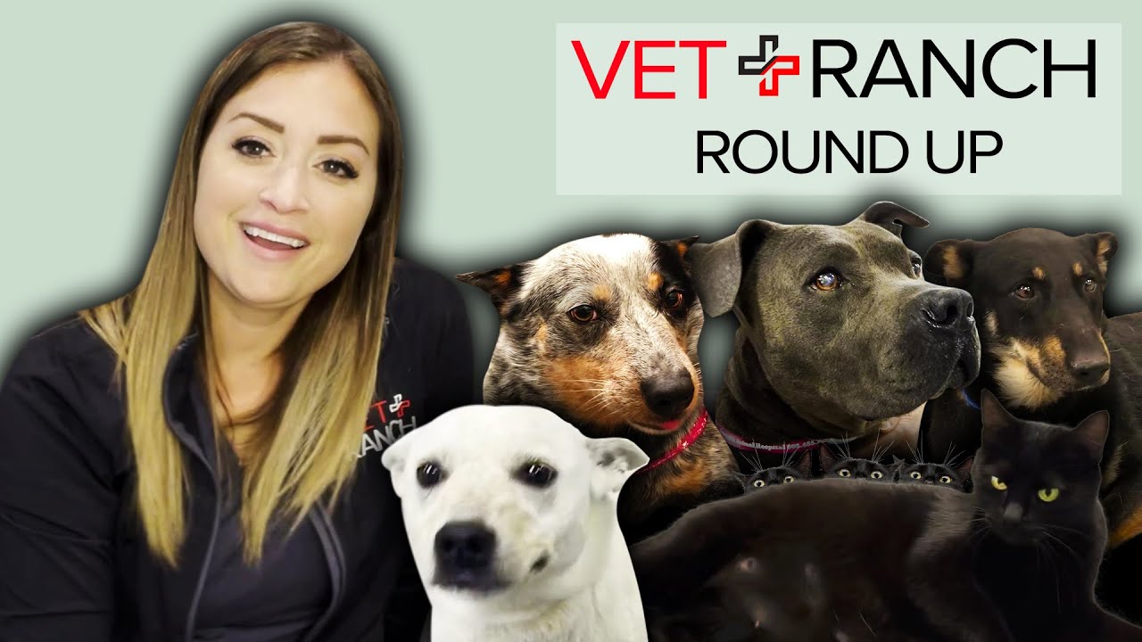DOG CHEWS OWN LEG OFF TO SURVIVE!!—This week on Vet Ranch RoundUp ...