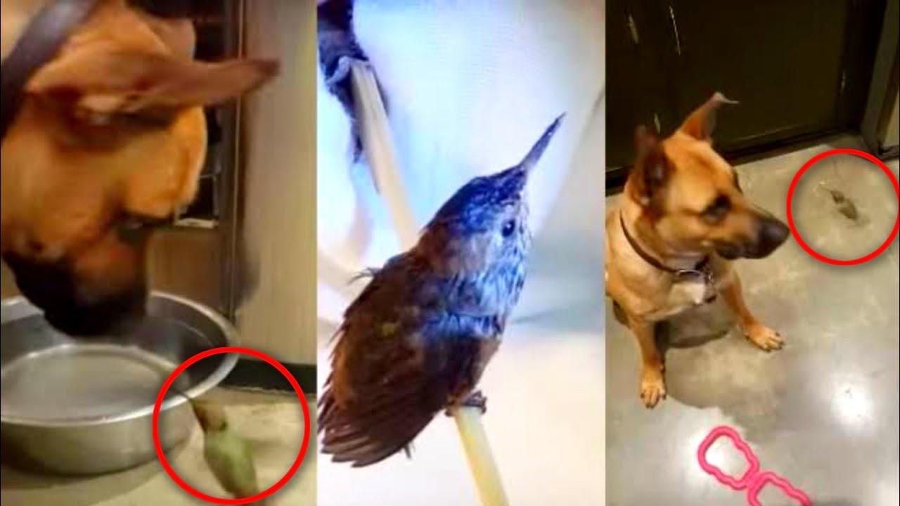 Rescue Dog Rex Forms Unlikely, Heartwarming Friendship with Hummingbird ...