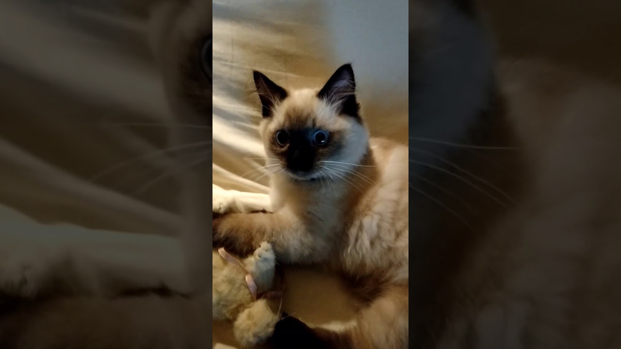 Ragdoll kitten is sweet 16 weeks old - YouTube