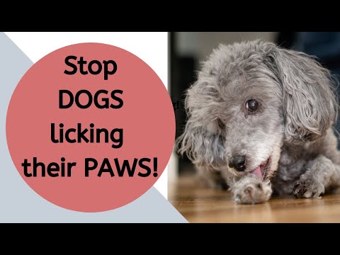 How to stop my dog licking their paws