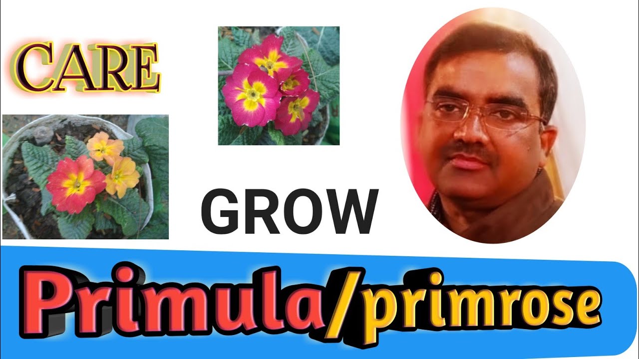 Primrose Plant Care/Primula Flower Care/How To Grow Primula - YouTube