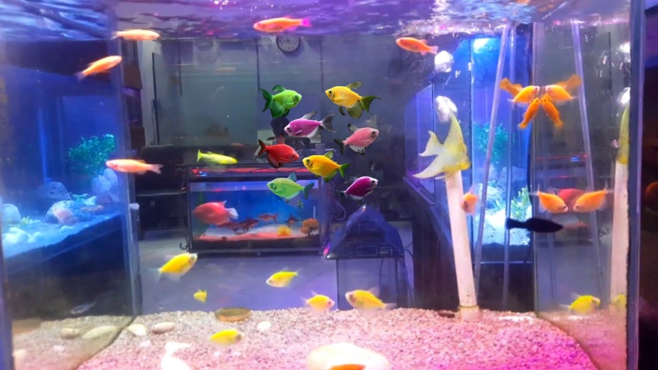 Cute Tiny colorful fish | Underwater sounds | Aquarium | peaceful ...