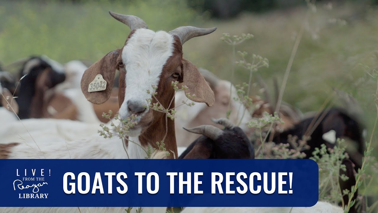 Explore Fire Safety with Goats and Experts! - YouTube