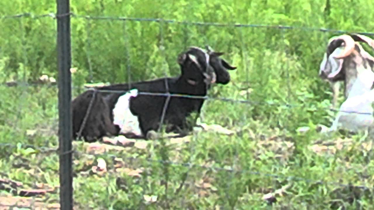 Two headed goat - YouTube