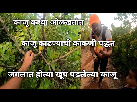 काजू काढण्याची योग्य पद्धत | काजू कश्या ओळखतात | Kaju che Zad | 5 ...