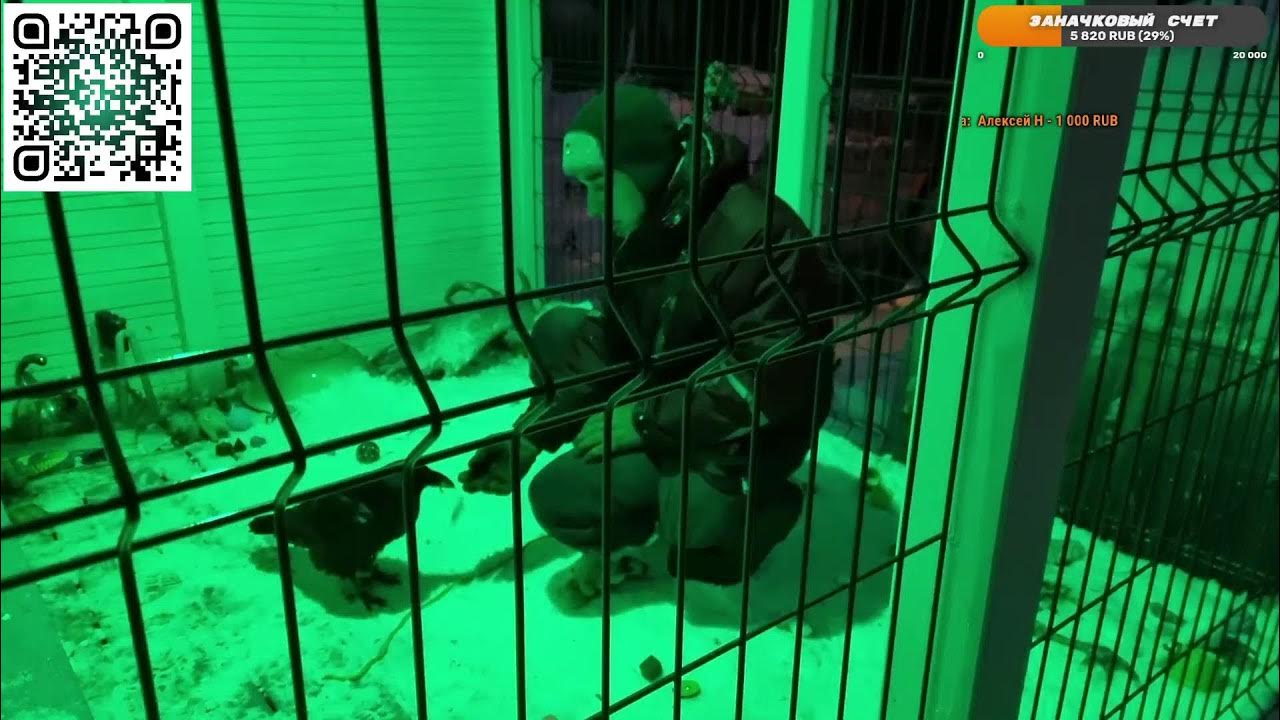Распаковка новых игрушек для ворона Гоши - YouTube