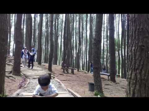 Zikri maen di hutan pinus