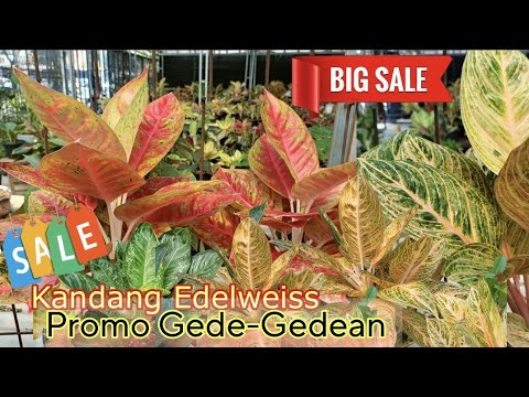 Super sale 🎉Banyak Harga Murce Bareng Paket Hemat ‼️ eps.1608. - YouTube