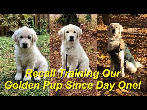 Recall Training With Our Golden Retriever Pup From The First Day! - YouTube