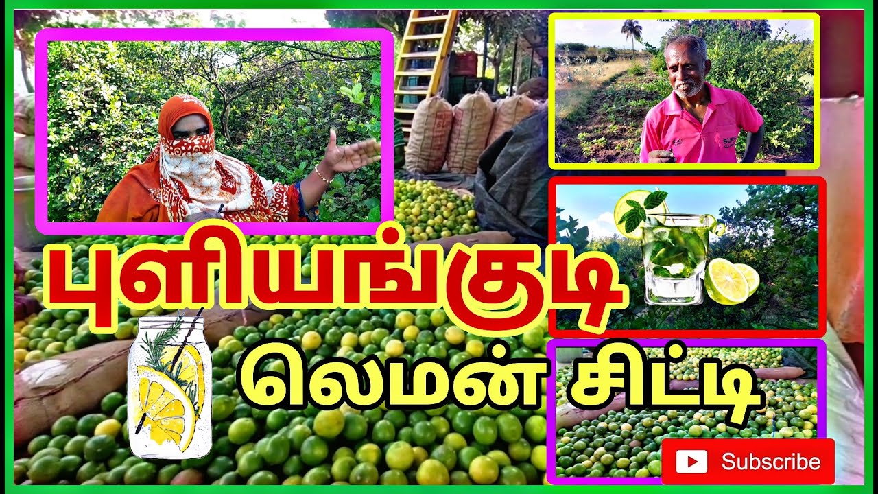 Biggest lemon market in puliyangudi | lemon city|s garden jungle #tamil ...