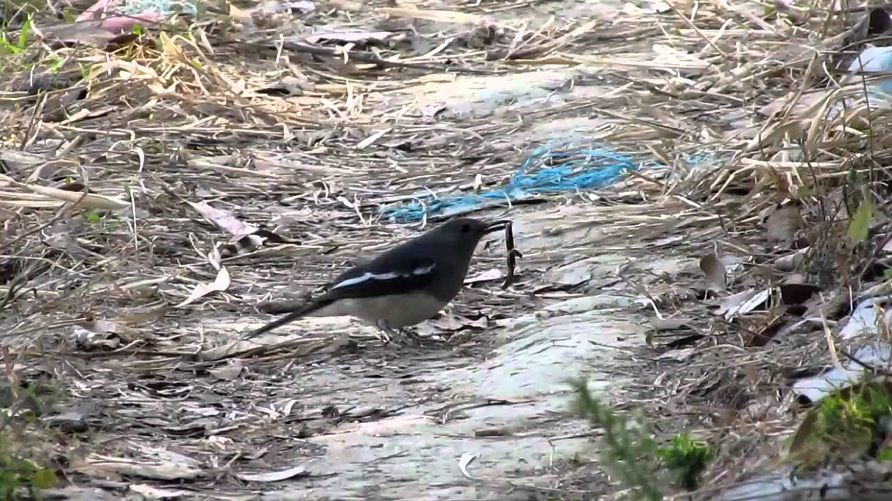 Oriental Magpie Robin capturing a Common Blind Snake - YouTube