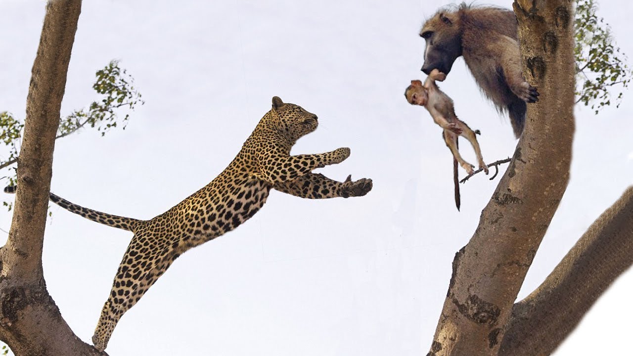 Leopard vs Monkey | Baby Baboon Can't Escape from Cheetah Attack When ...